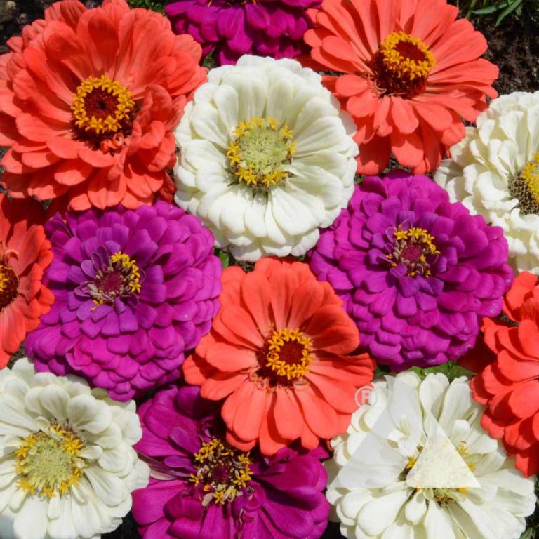 Under the Sea Zinnia Mix | Applewood Seed Company